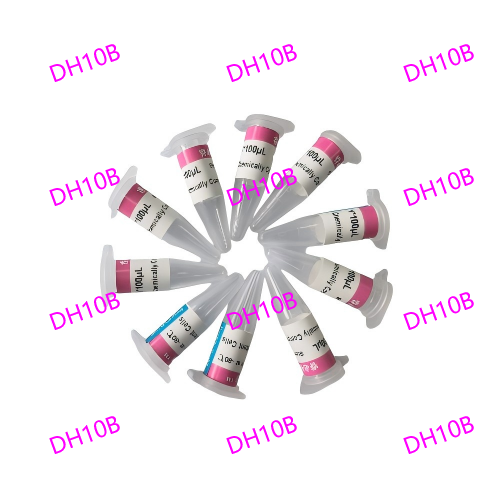 DH10B 化学转化感受态细胞 - 睿必特生物科技（上海）有限公司