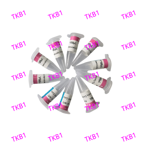 TKB1 化学转化感受态细胞 - 睿必特生物科技（上海）有限公司